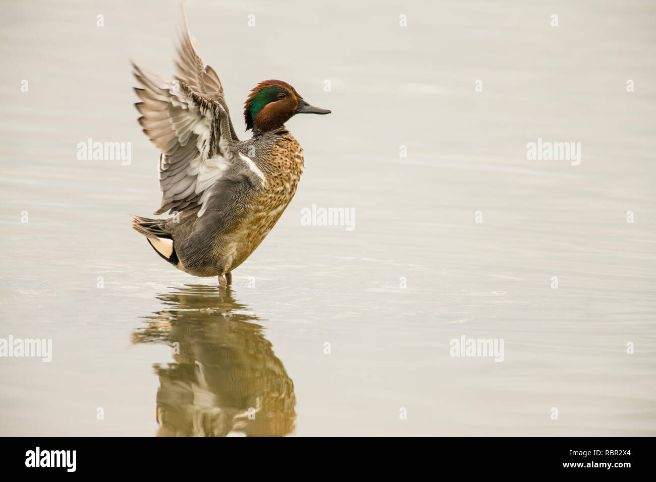 Male Green-winged Teal flapping its wings with zeal Stock Photo - Alamy