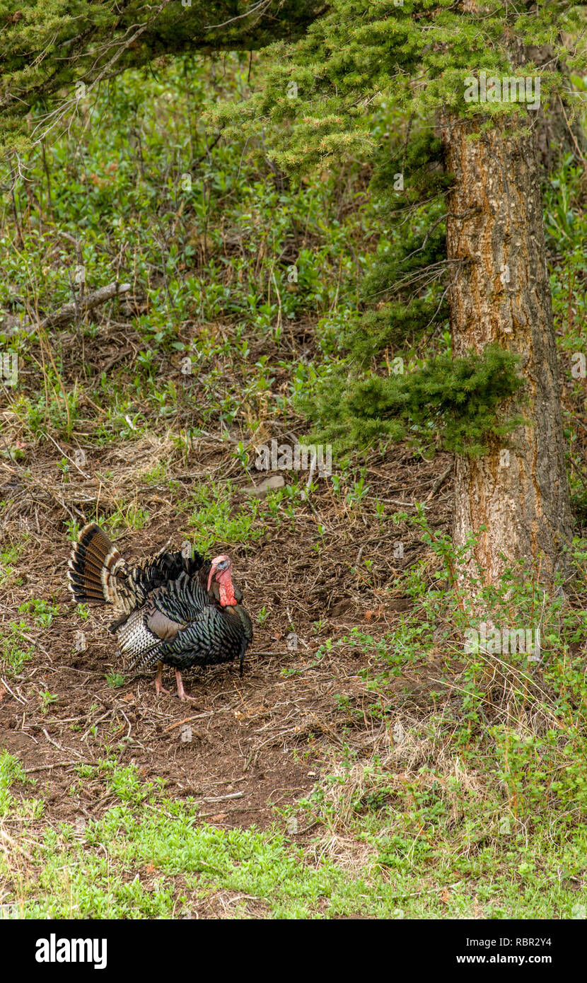 Bozeman, Montana, USA. Male wild turkey displaying for two hens which ...