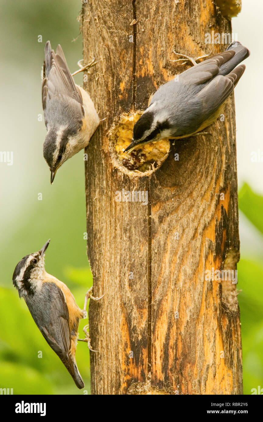 Male and female adult Red-Breasted Nuthatches trying to keep away one ...