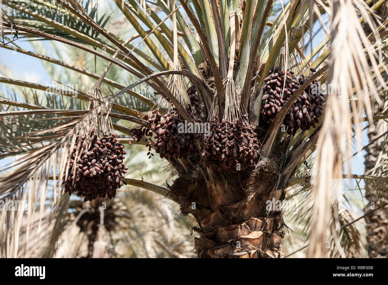 Dates on a palm tree Stock Photo - Alamy