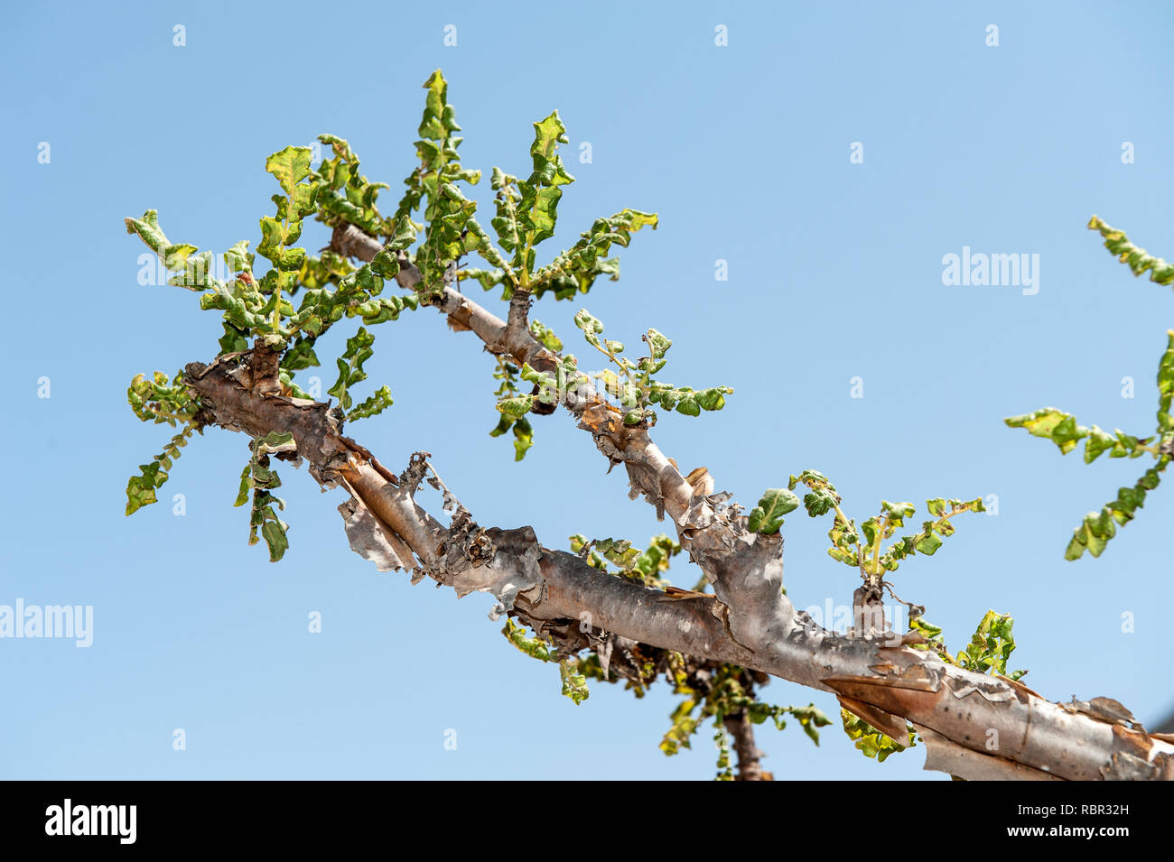 Frankincense tree hi-res stock photography and images - Alamy