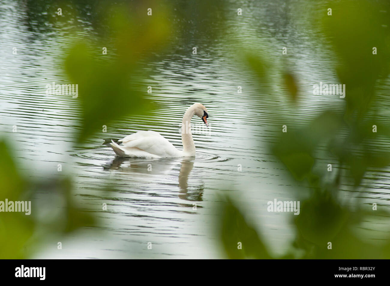 Alone swan swimming on the lake Stock Photo - Alamy