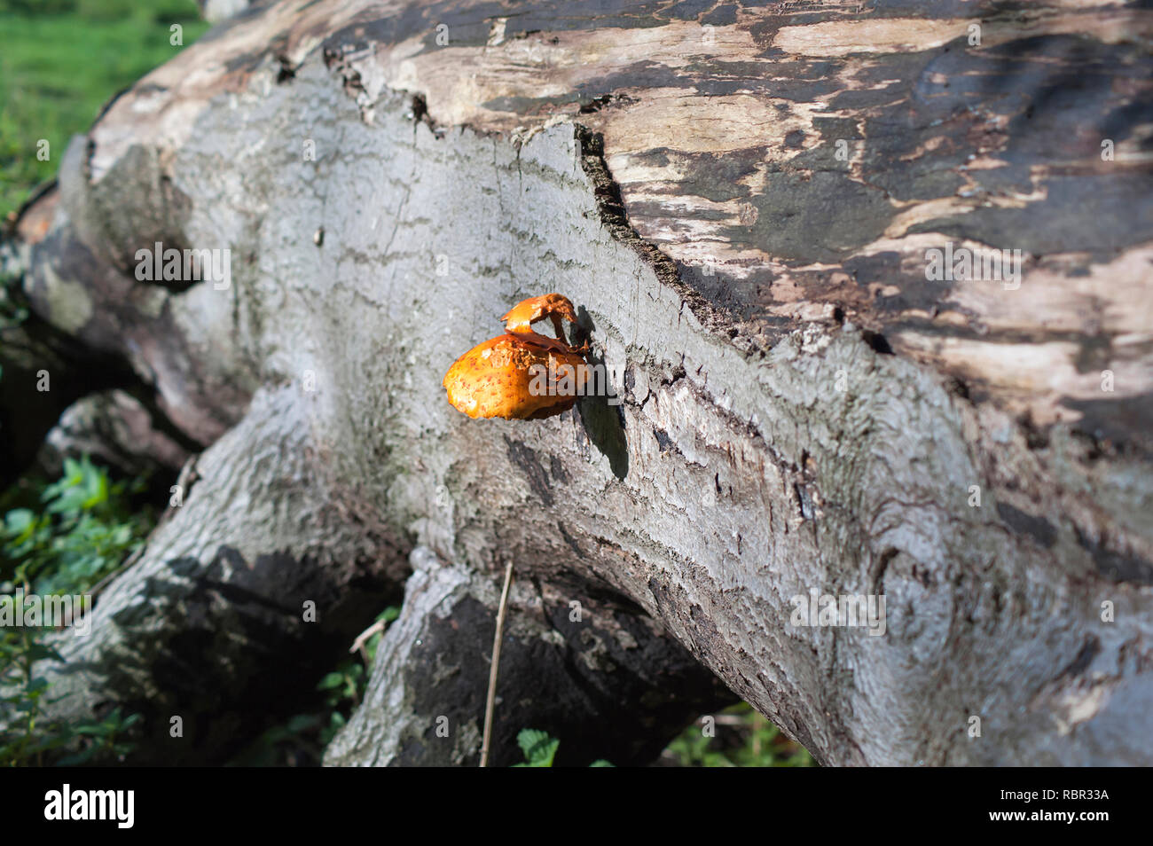 Wild mushrom grow on the tree Stock Photo - Alamy