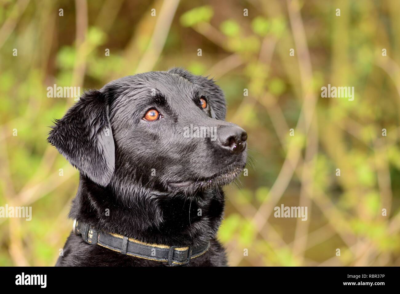 Heads hot of a wet black Labrador retriever outside in the woods Stock ...