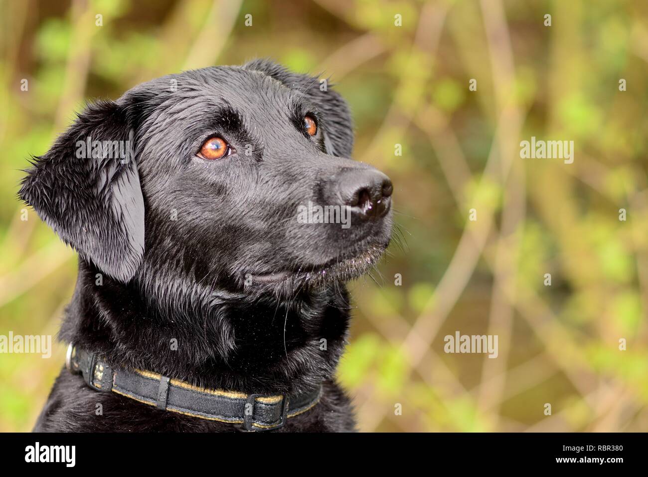 Heads hot of a wet black Labrador outside in the woods Stock Photo - Alamy
