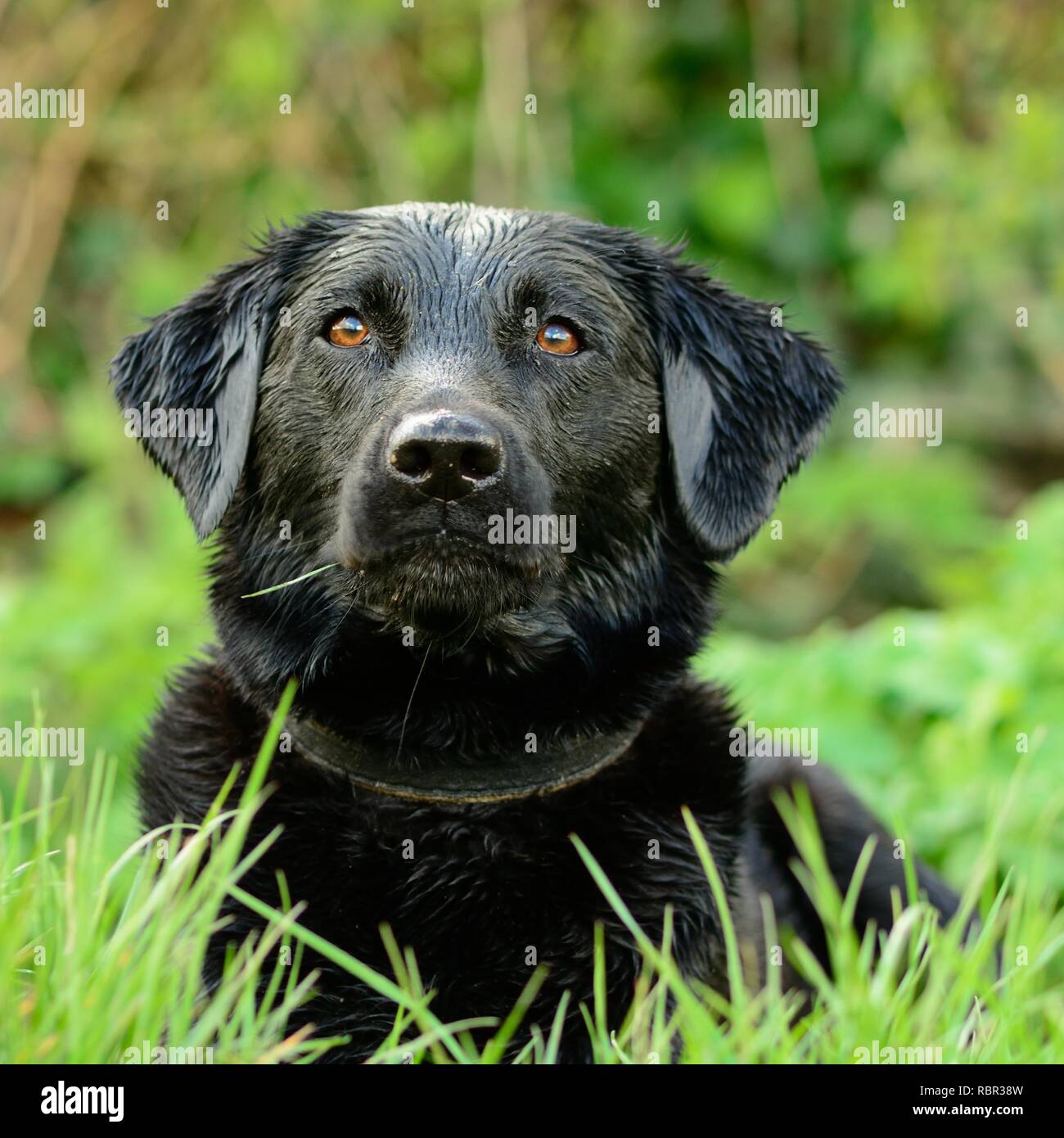 Closeup wet black labrador retriever hi-res stock photography and ...