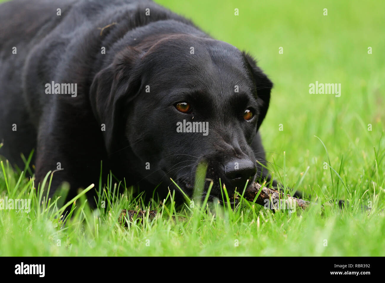 Low angle view of a cute black Labrador chewing a stick Stock Photo - Alamy