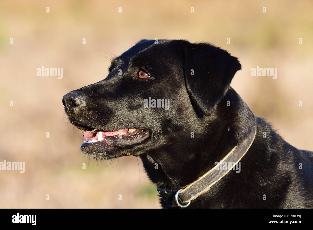 Head shot of a cute black Labrador retriever Stock Photo - Alamy