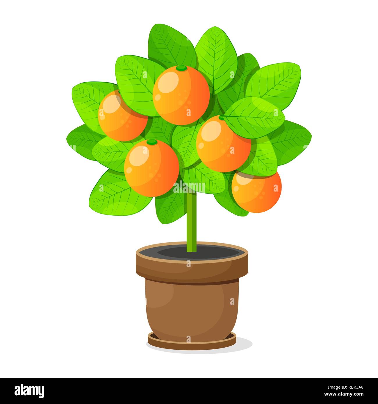 Orange Tree Isolated On White Background. Vector Stock Vector Image ...