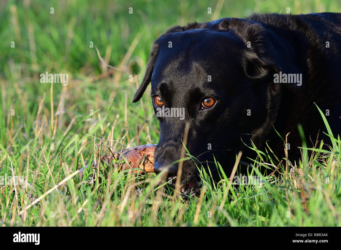Low angle view of a cute black Labrador chewing a stick Stock Photo - Alamy