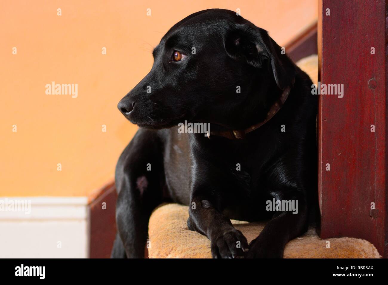 Portrait of a cute black Labrador laying at the bottom of the stairs ...