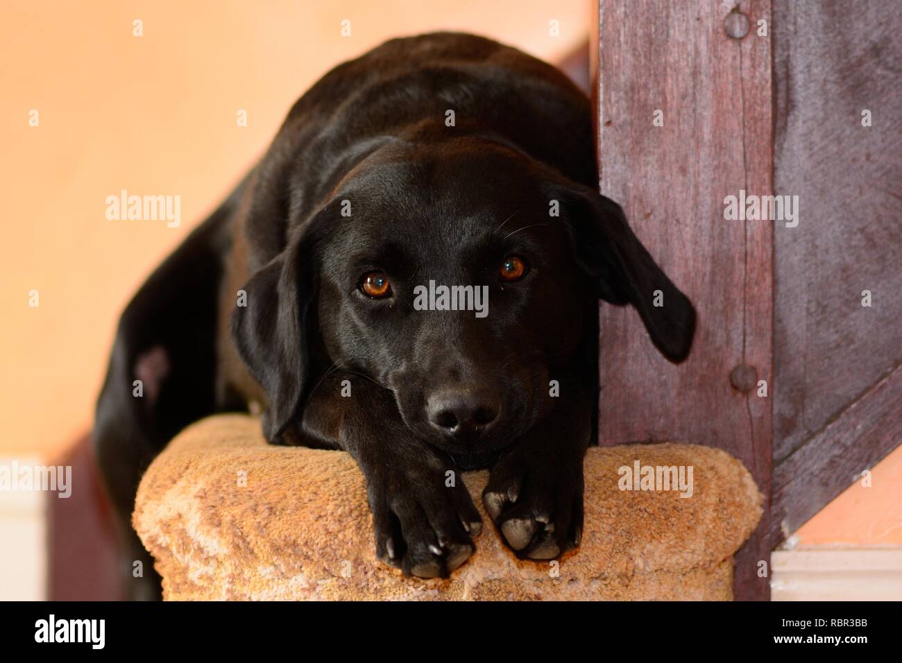 Portrait of a cute black Labrador laying at the bottom of the stairs ...