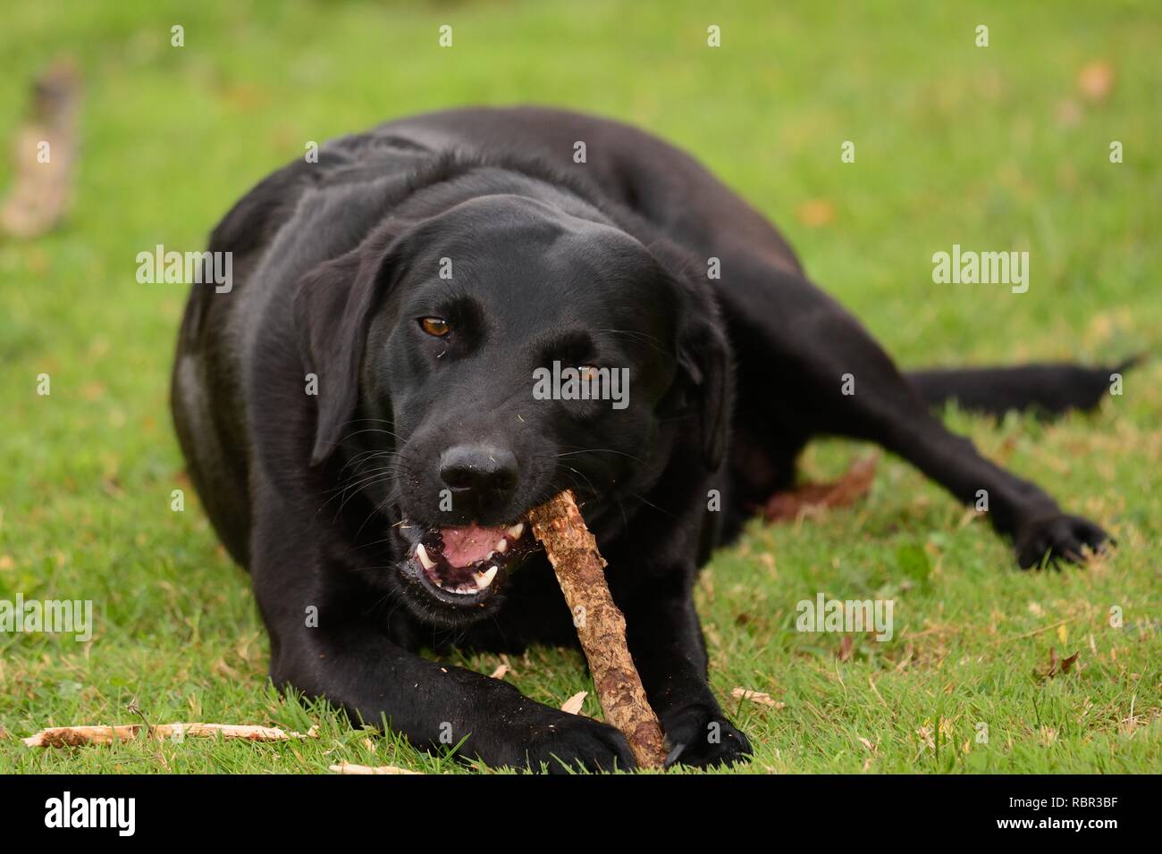 Black labrador dog chewing on hi-res stock photography and images - Alamy