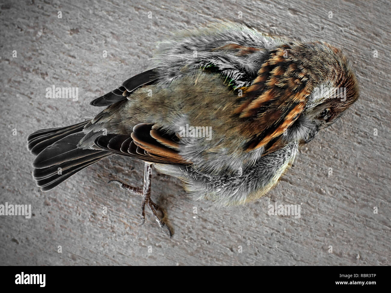 Dead male house sparrow bird Stock Photo - Alamy