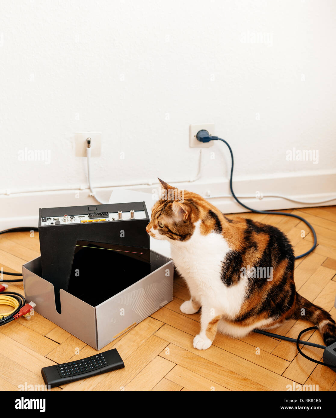 View from above of curious cat inspecting the installation process of ...