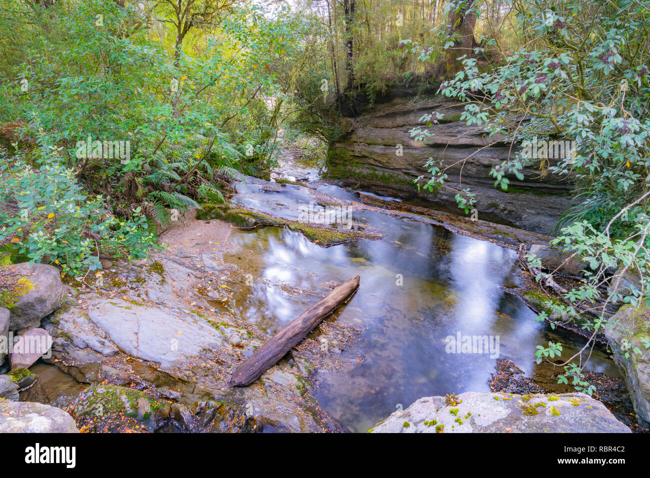 Stream flowing through natural New Zealand bush and rocky environment ...