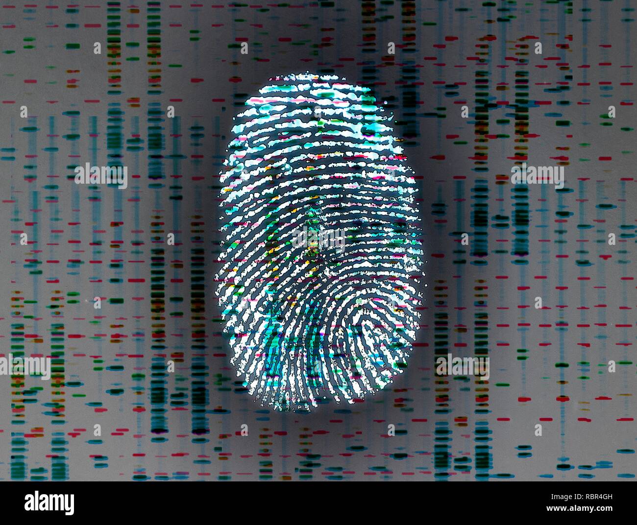 A fingerprint with a DNA (deoxyribonucleic acid) profile illustrating ...