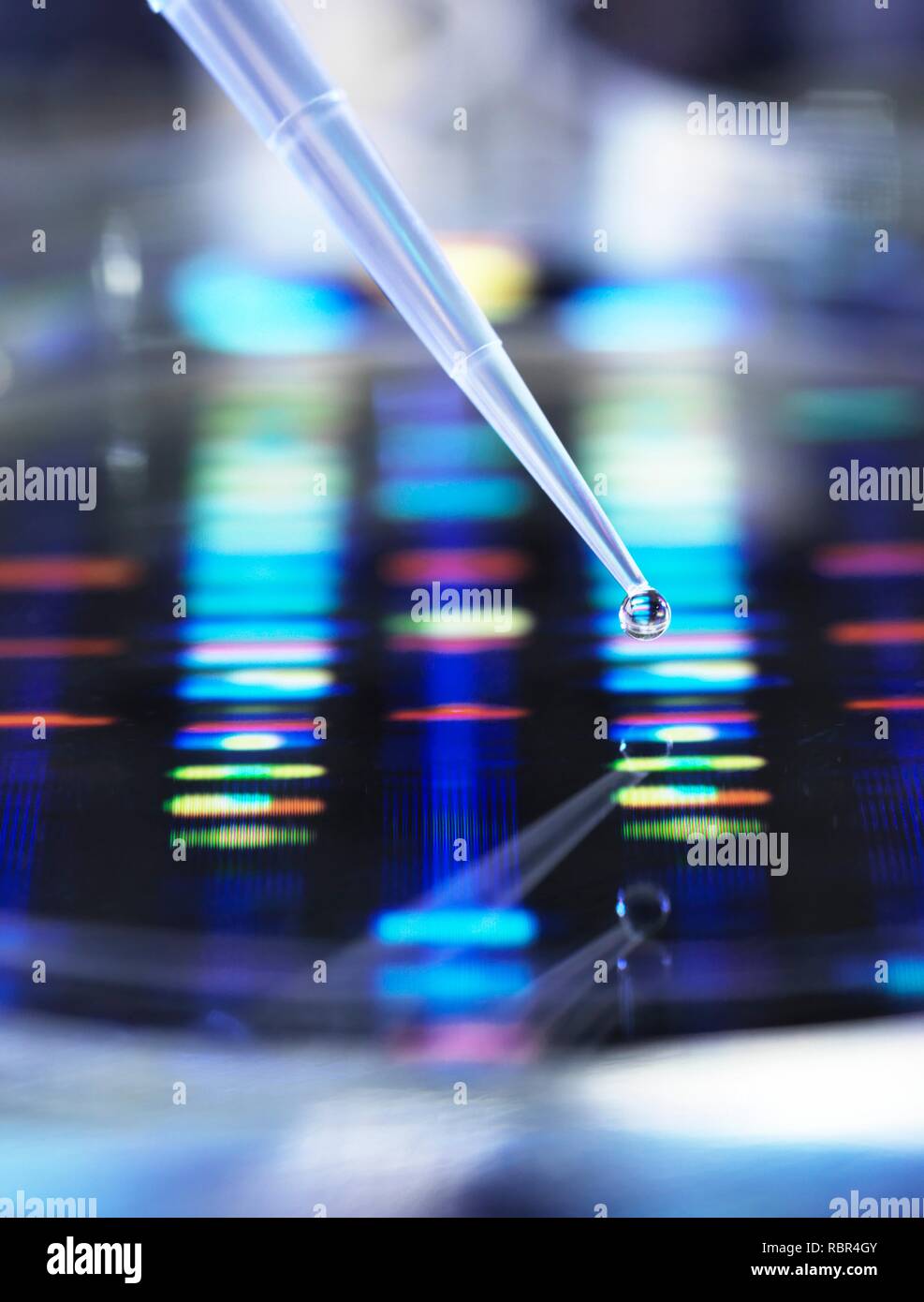 Scientist pipetting a DNA (deoxyribonucleic acid) sample into a petri ...