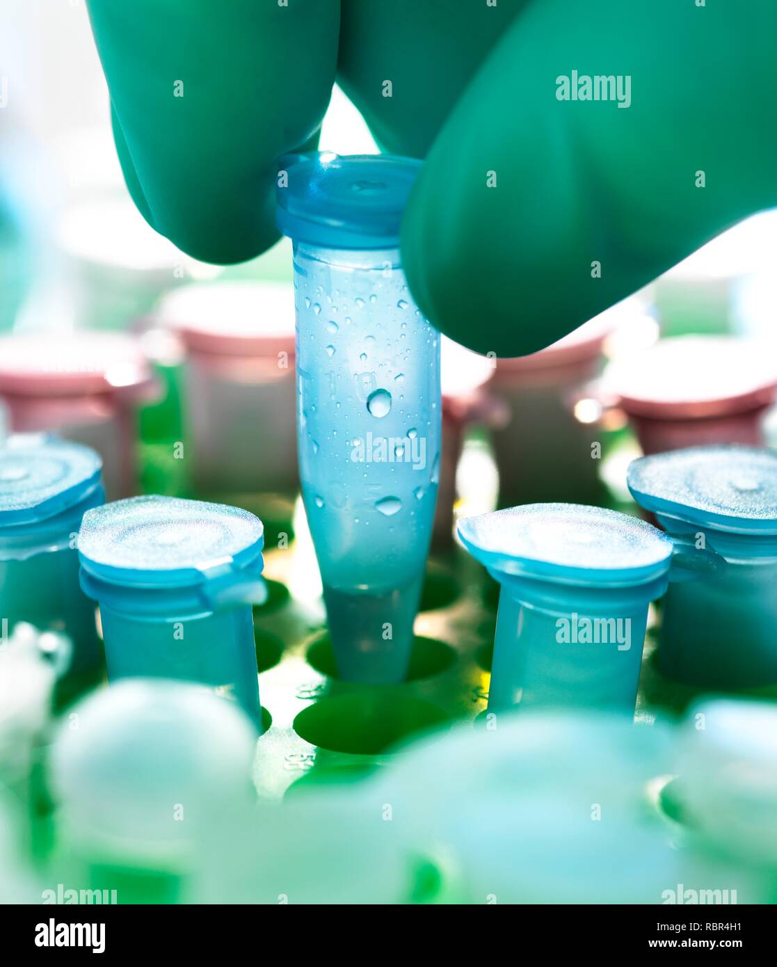 Scientist holding a eppendorf tube containing a biological sample Stock ...