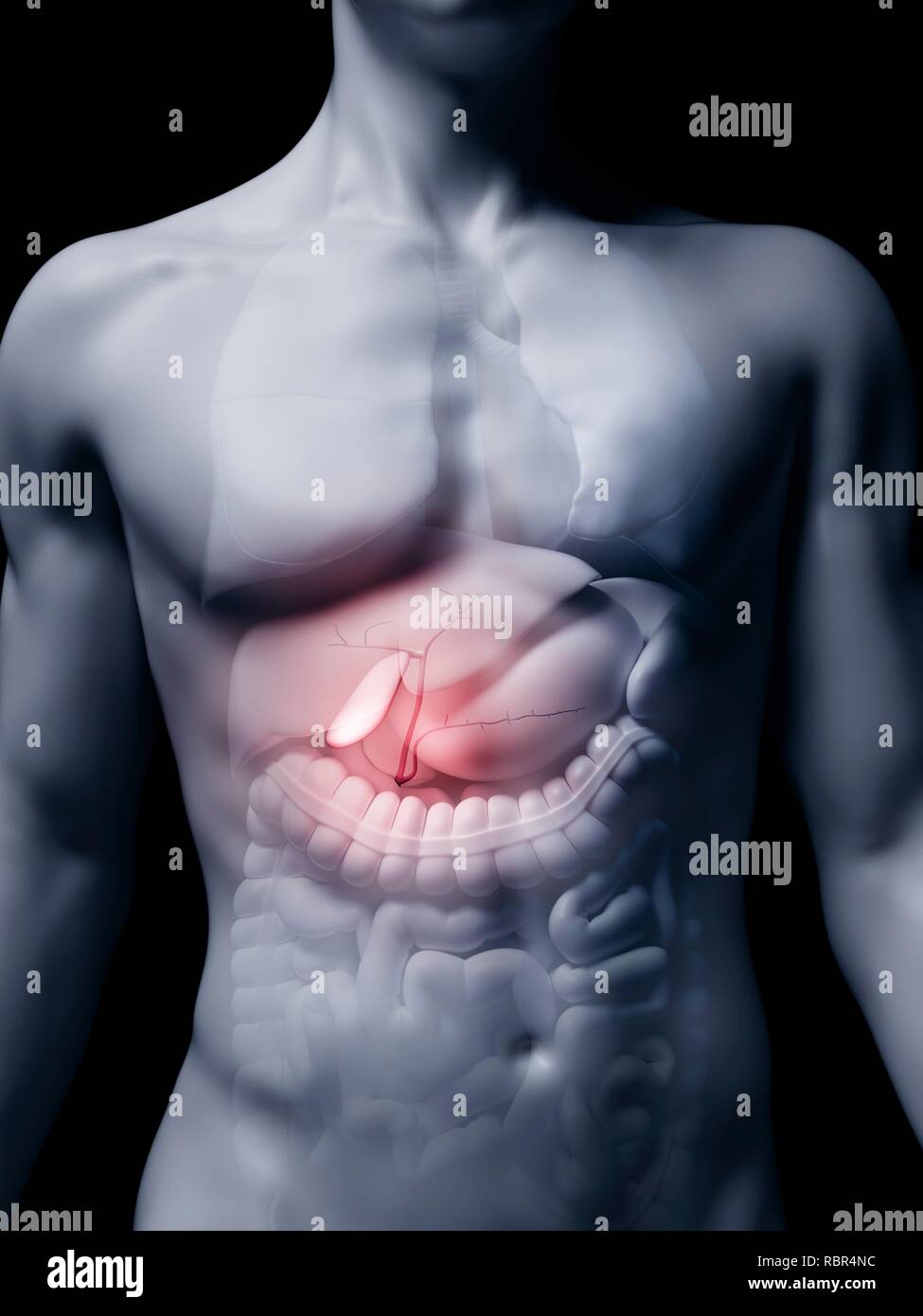 Illustration of the human gallbladder Stock Photo - Alamy