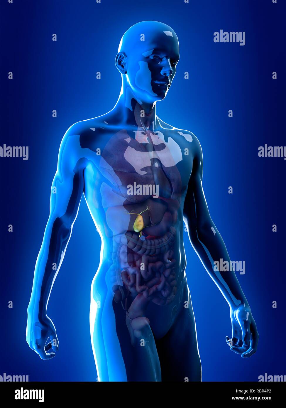 Illustration of the gallbladder Stock Photo - Alamy