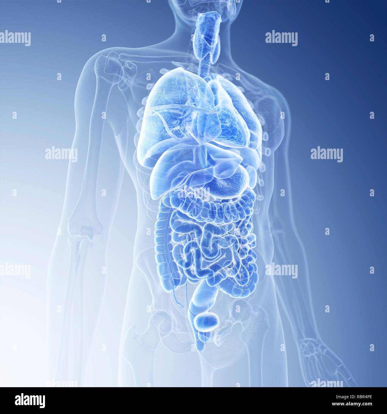 3d body human organs hi-res stock photography and images - Alamy