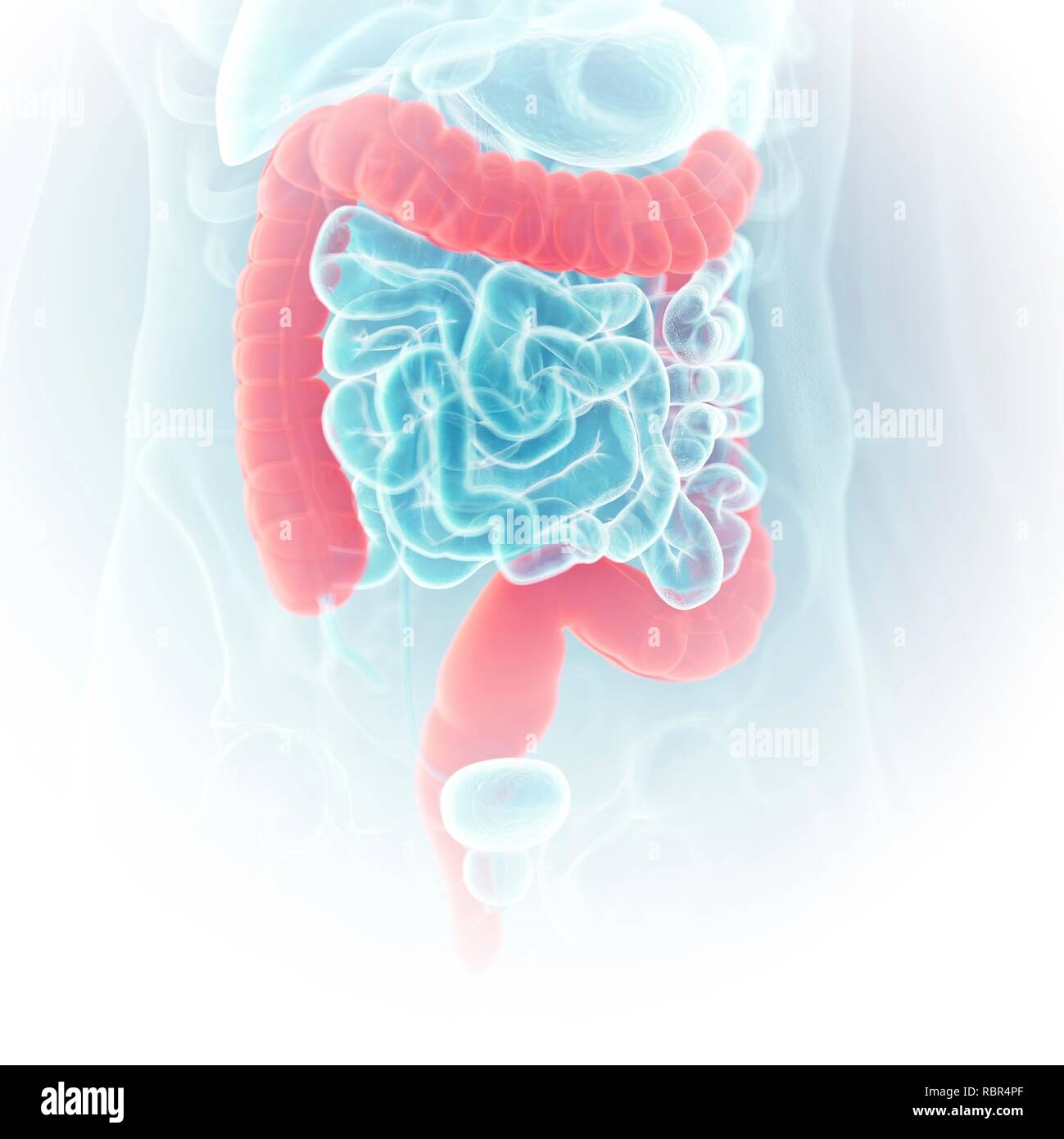 Illustration of the colon Stock Photo - Alamy