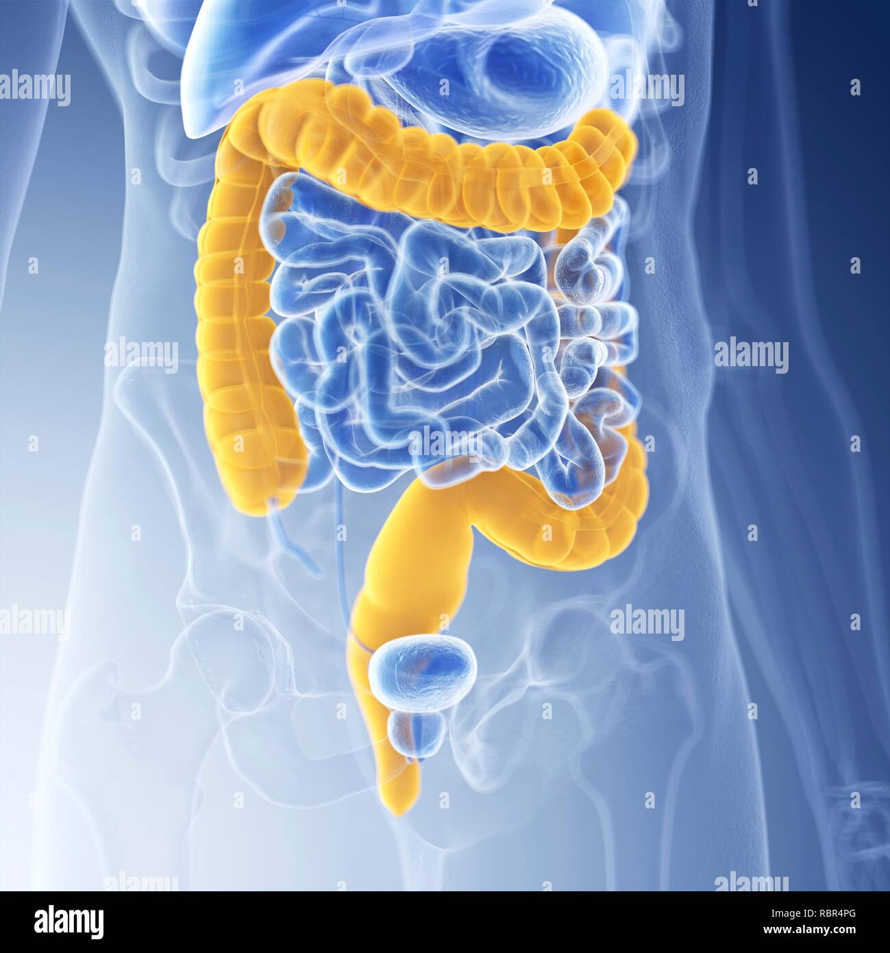 Illustration of the colon Stock Photo - Alamy