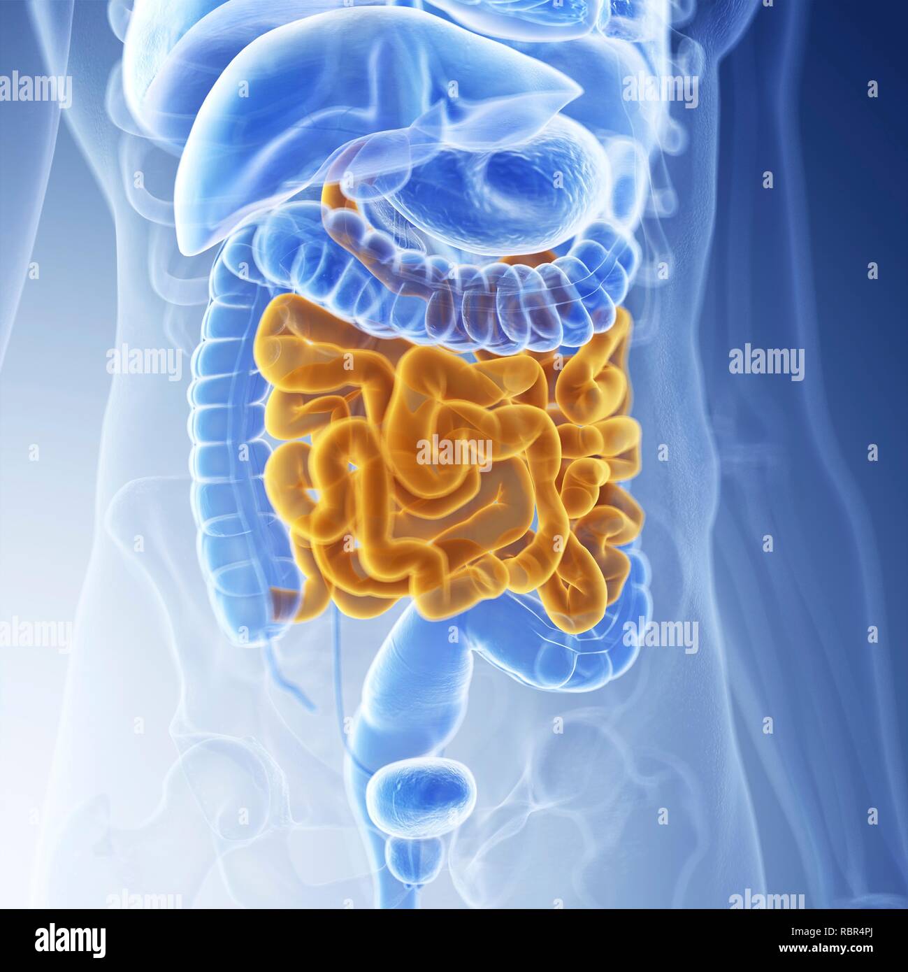 Illustration of the small intestine Stock Photo - Alamy