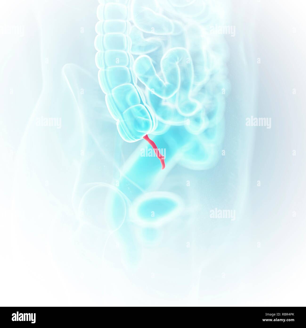 Illustration of the appendix Stock Photo - Alamy