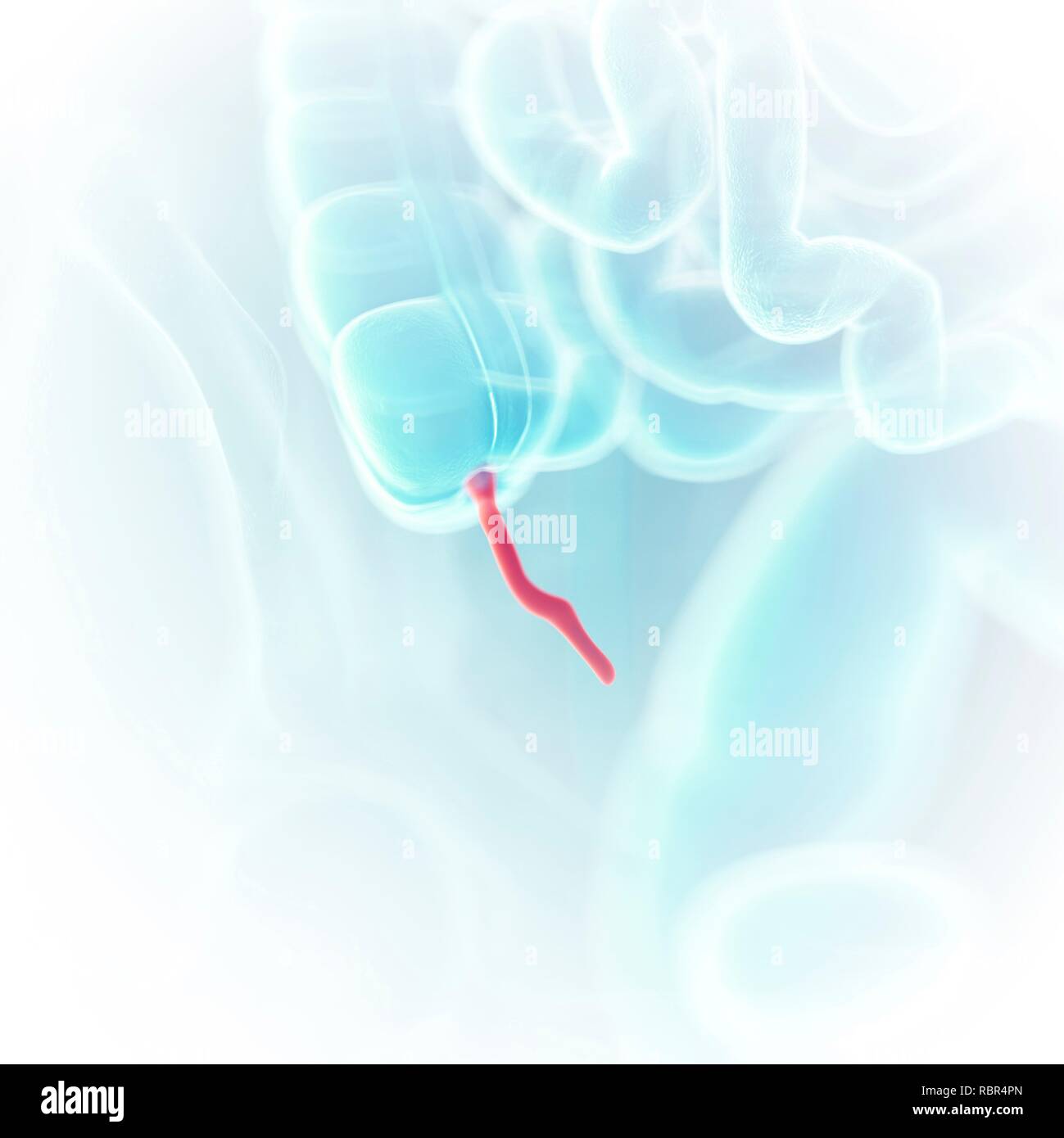 Illustration of the appendix Stock Photo - Alamy