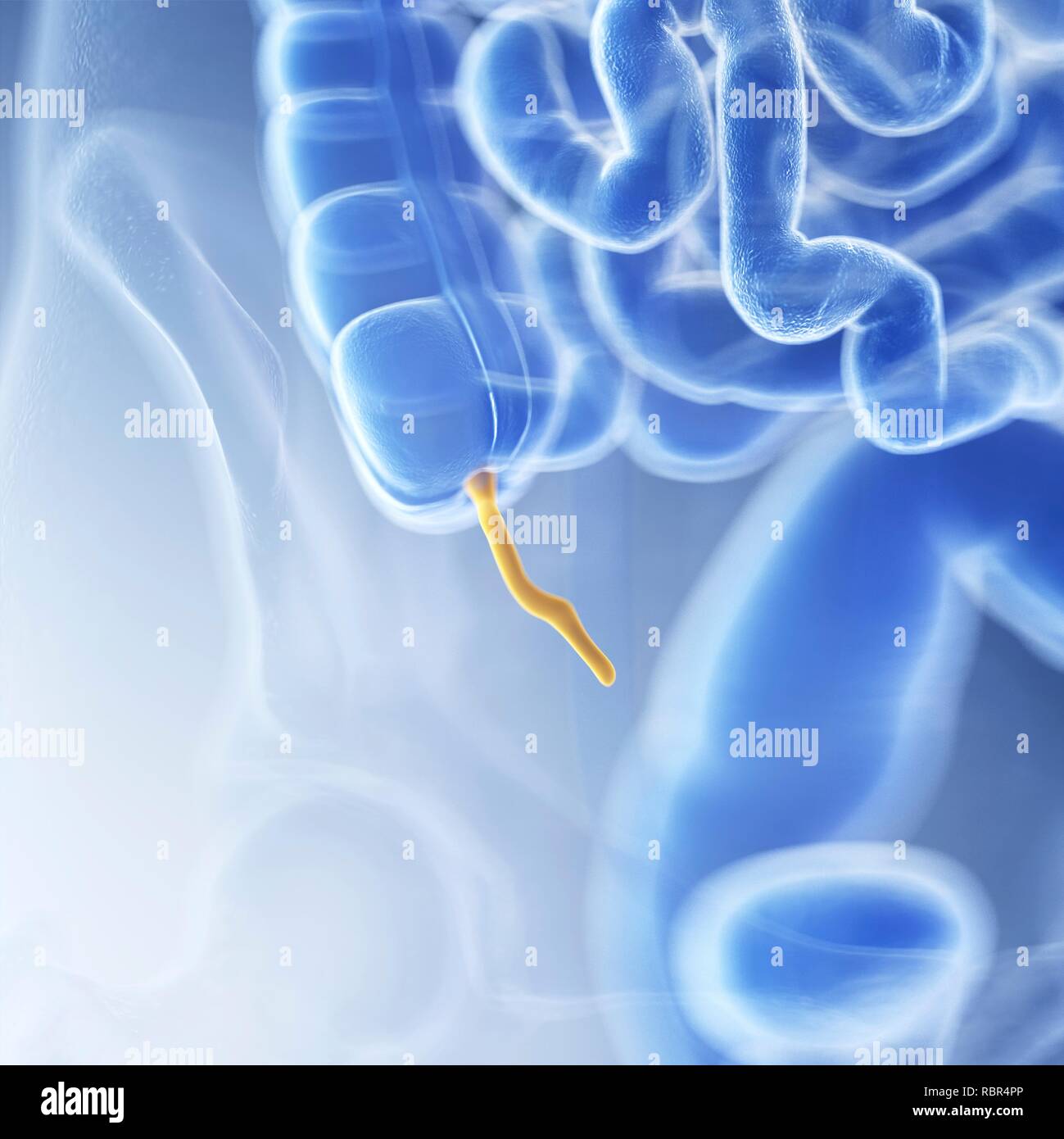 Illustration of the appendix Stock Photo - Alamy