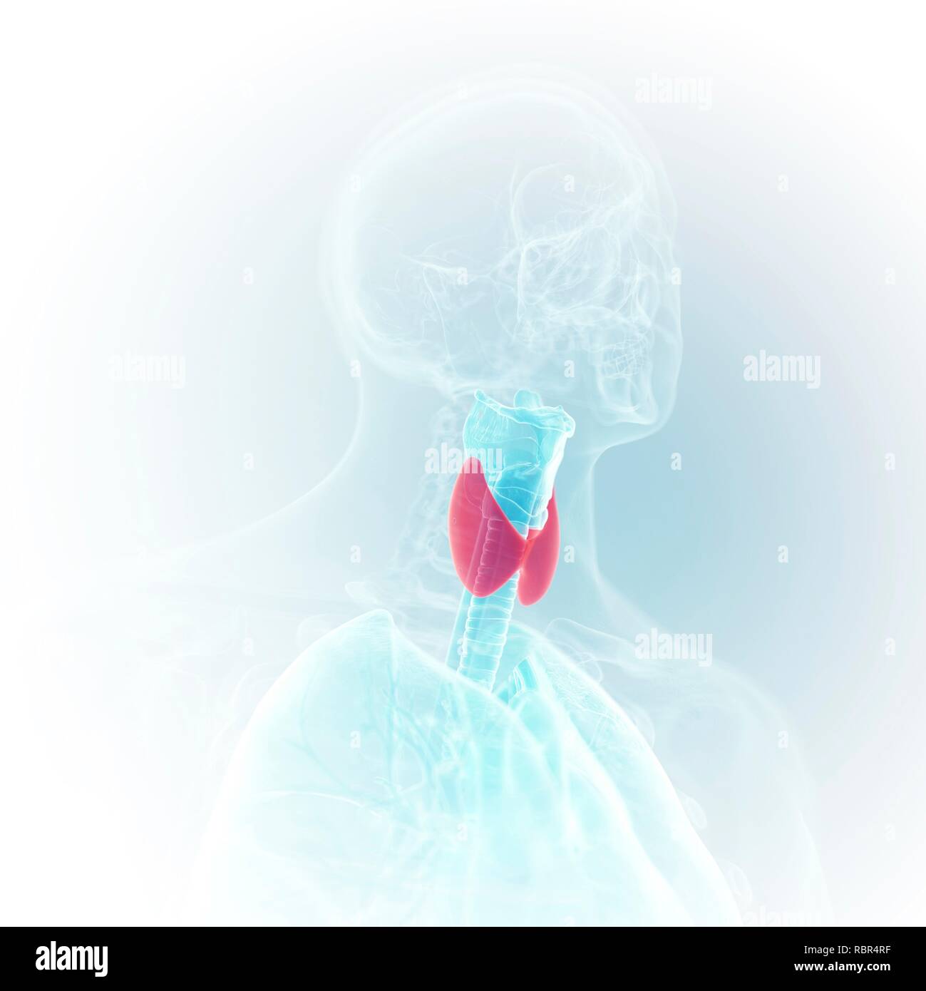 Illustration of the larynx Stock Photo - Alamy