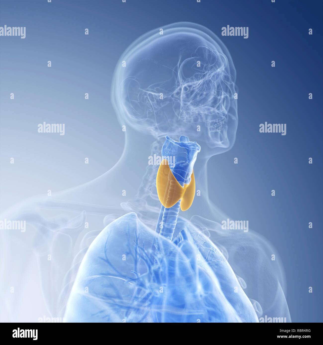 Illustration of the larynx Stock Photo - Alamy