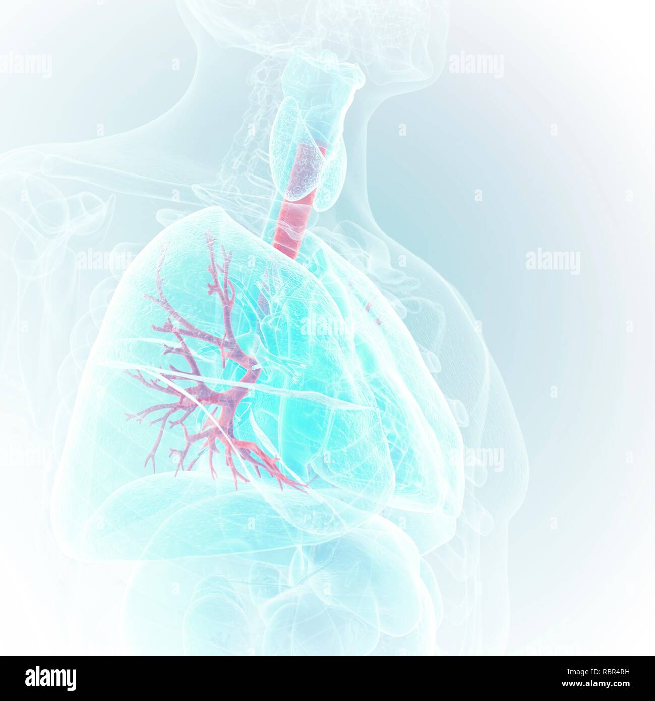 Illustration of the bronchi Stock Photo - Alamy