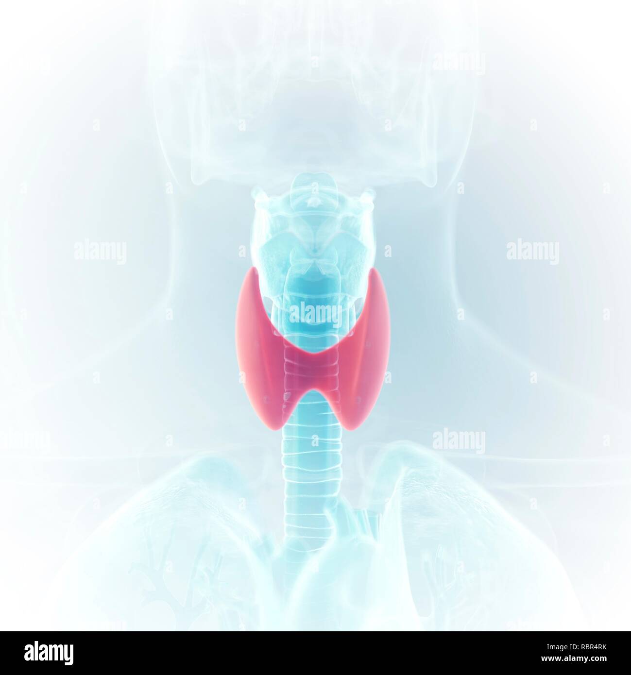 Illustration of the thyroid Stock Photo - Alamy