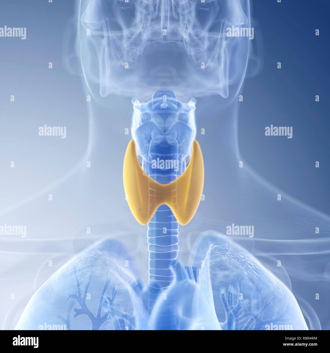 Illustration of the thyroid Stock Photo - Alamy