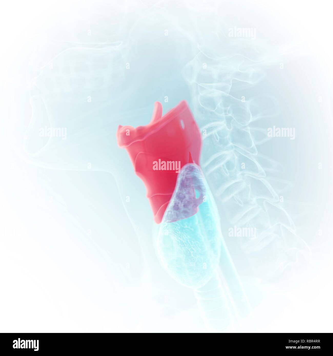Illustration of the larynx Stock Photo - Alamy