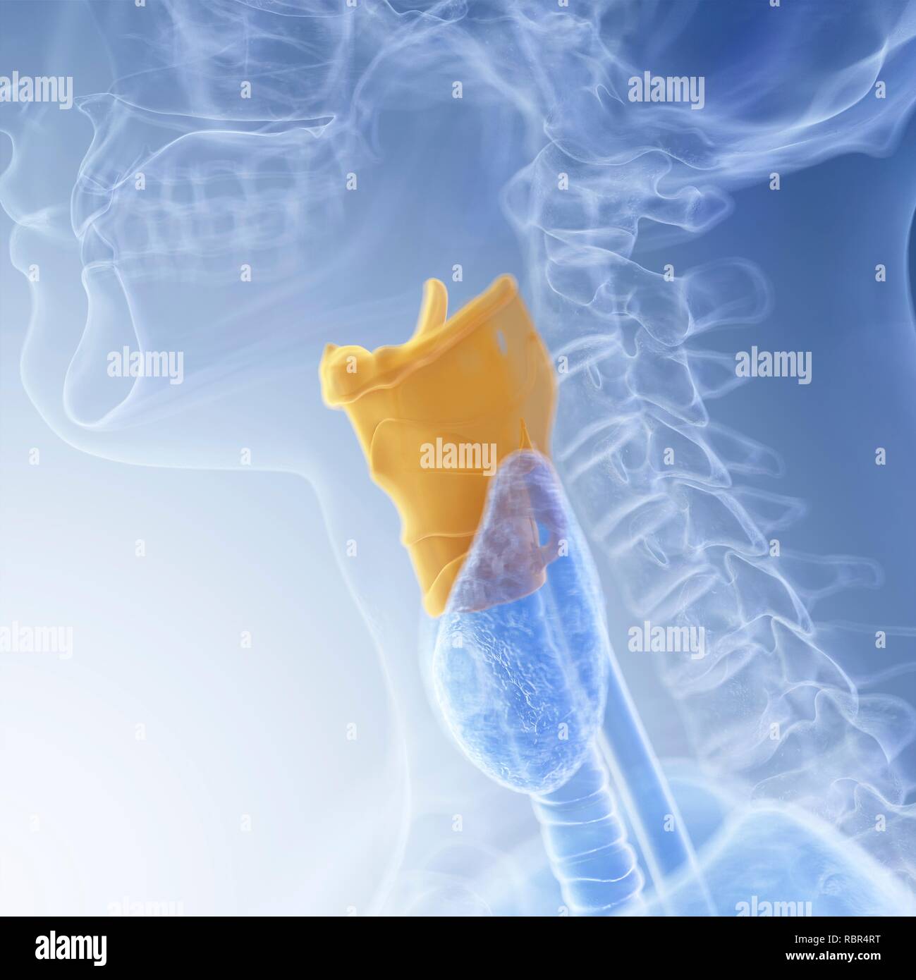 Illustration of the larynx Stock Photo - Alamy