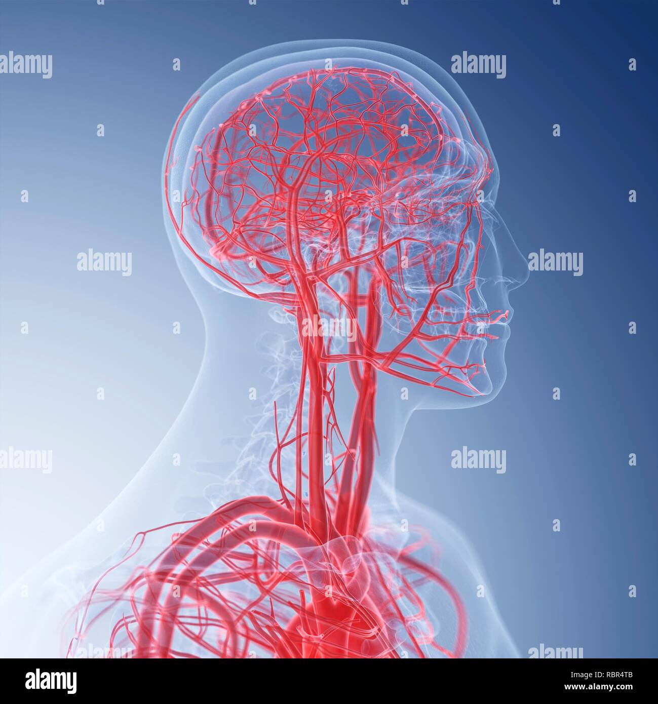 Illustration of the blood vessels of the head Stock Photo - Alamy