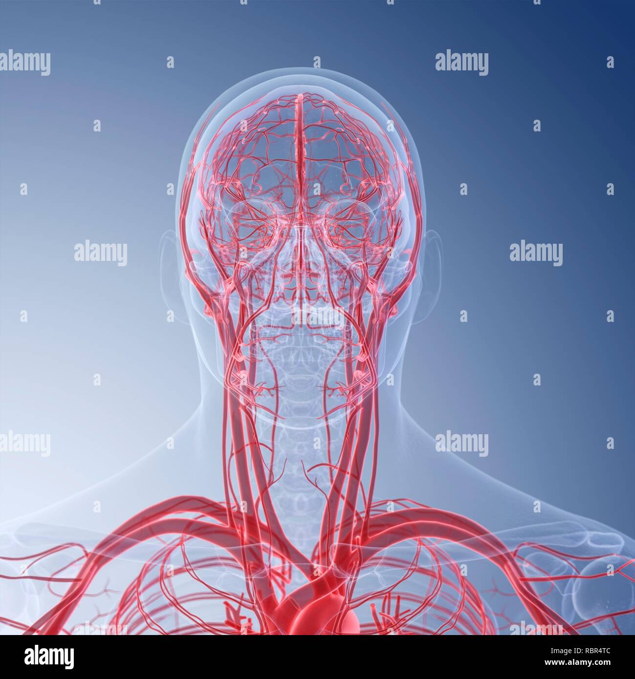 Illustration of the blood vessels of the head Stock Photo - Alamy