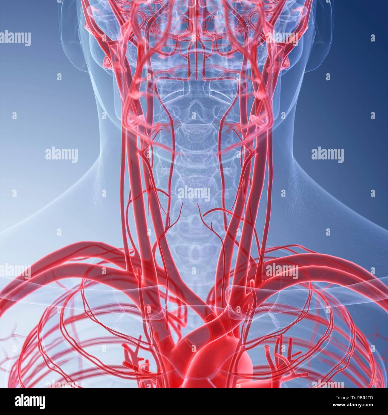 Illustration of the blood vessels of the neck Stock Photo - Alamy