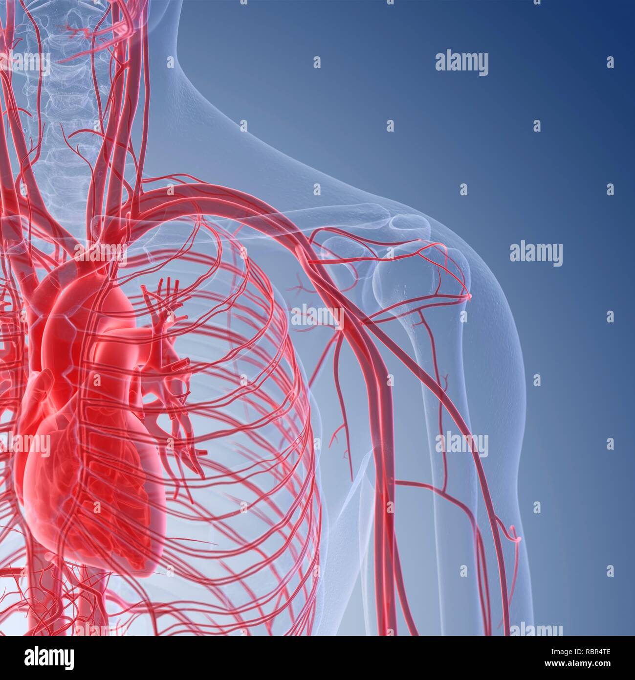 Illustration of the blood vessels of the shoulder Stock Photo - Alamy