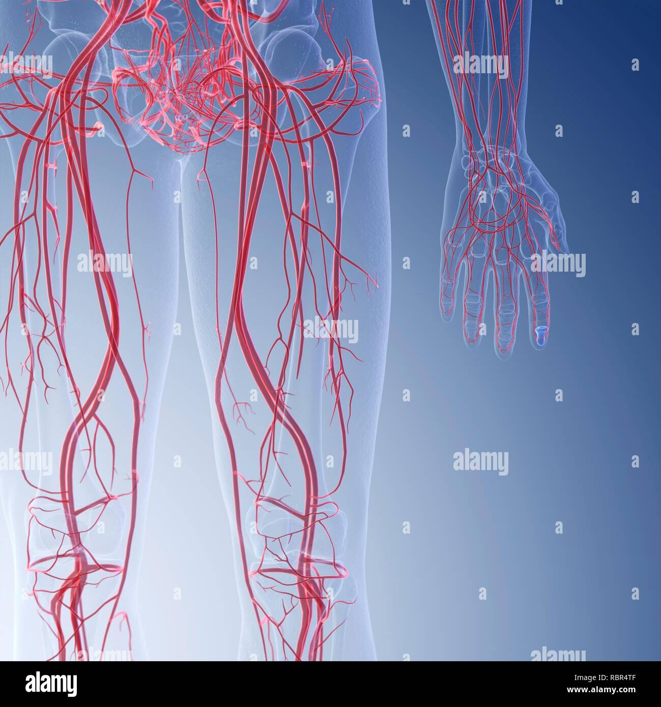 Femoral vessels hi-res stock photography and images - Alamy