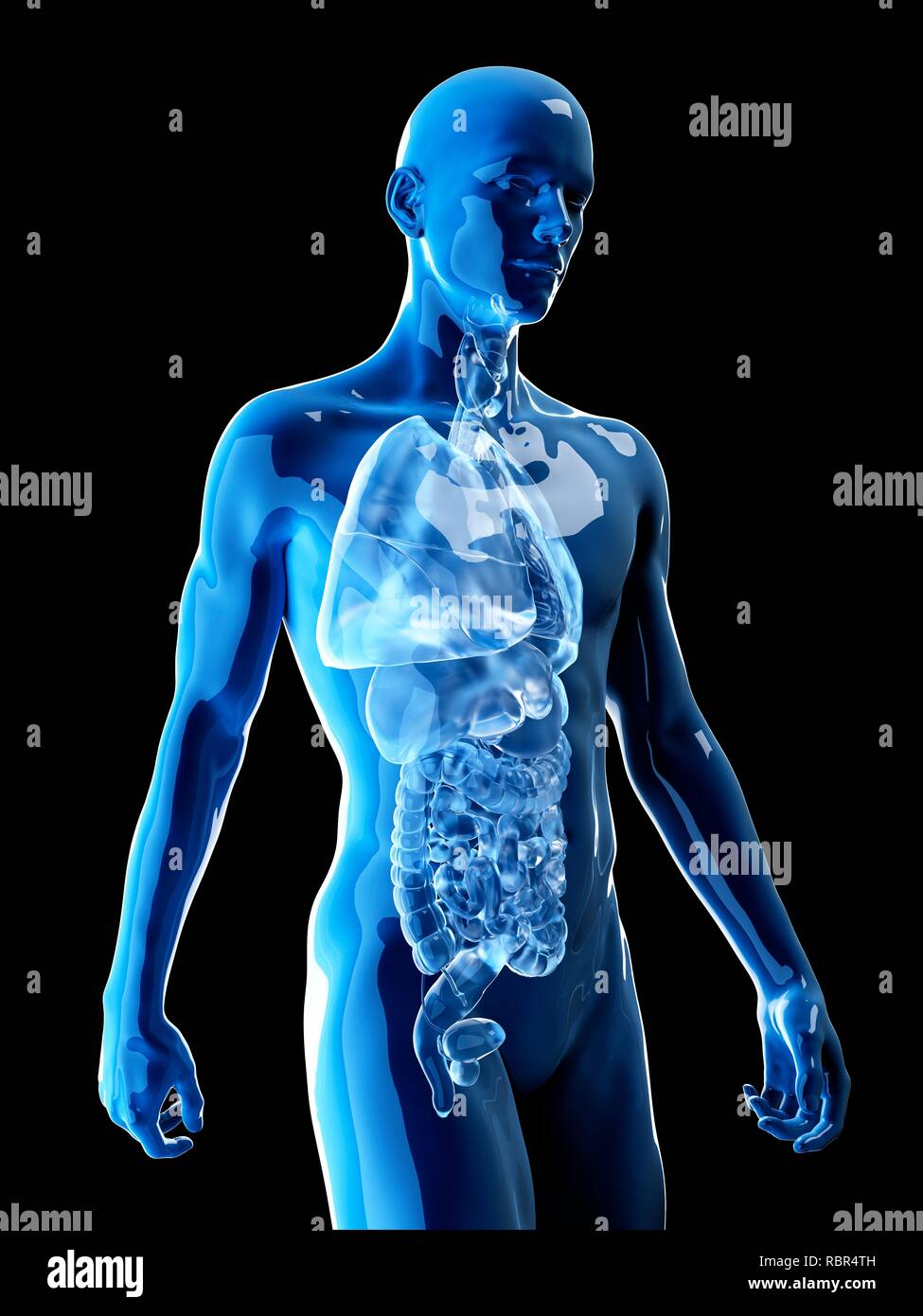 Human organs hi-res stock photography and images - Alamy