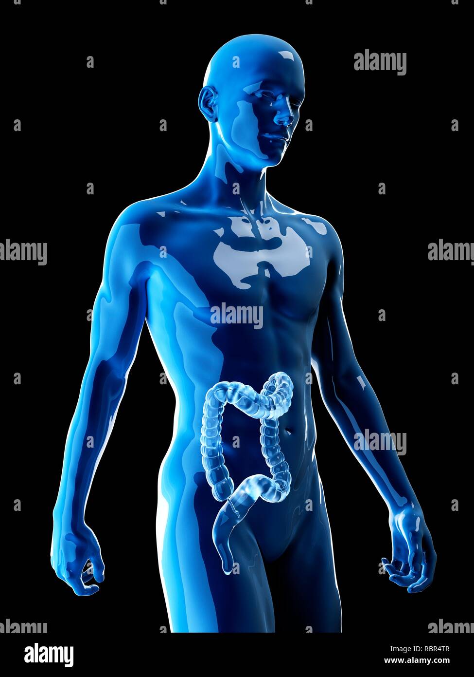 Illustration of the human colon Stock Photo - Alamy