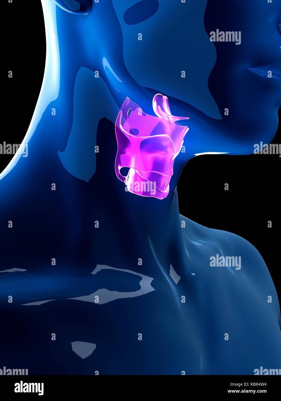 Illustration of the human larynx Stock Photo - Alamy