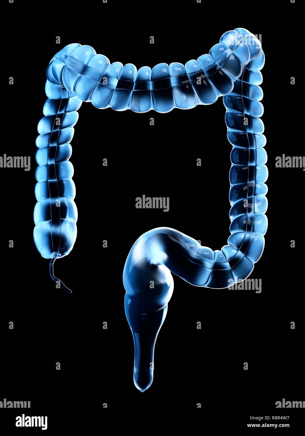 Illustration of the human colon Stock Photo - Alamy