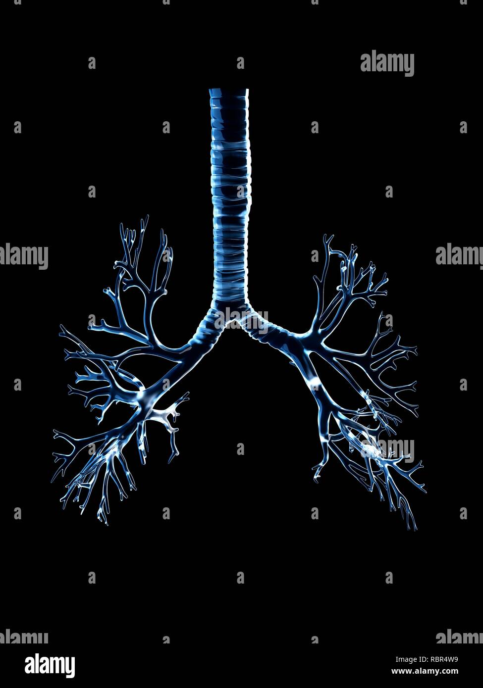 Illustration of the human bronchi Stock Photo - Alamy