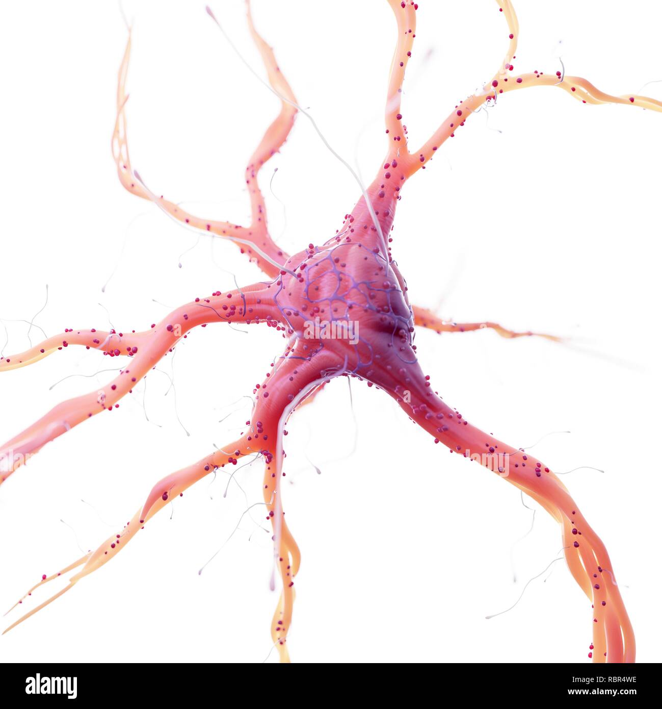 Illustration of a human nerve cell Stock Photo - Alamy